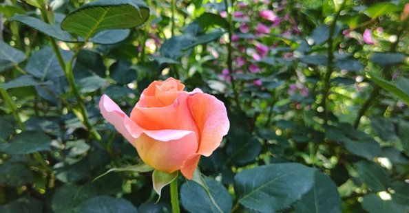 山住玲子（Yamazumi Reiko）｜note