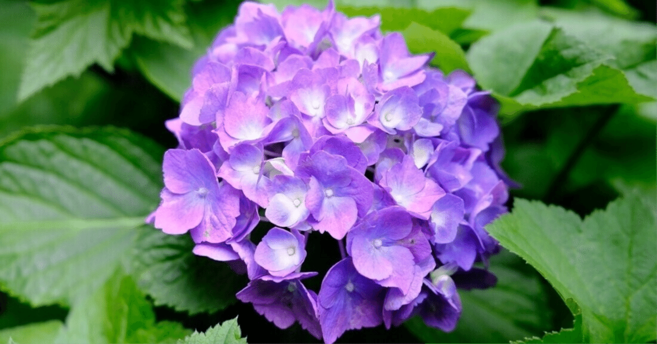 おばあちゃんと紫陽花ゼリー 1118字｜安道久一郎 Qichiro Ando