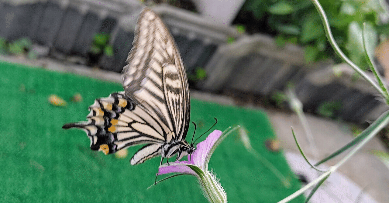 『ありがとうを思い出せば』#7｜kanon.daiku