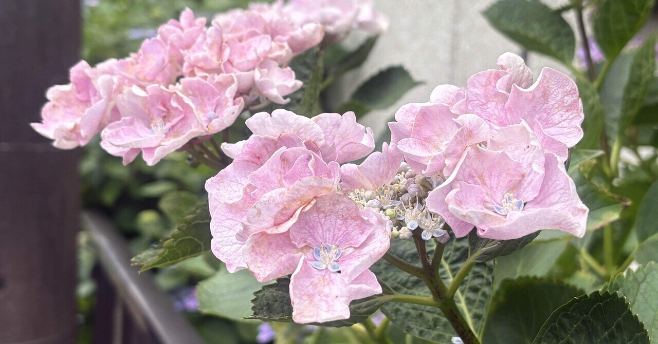 知らない世界が怖いと思ったとき、思い出した不登校の子どもの姿｜Suzu