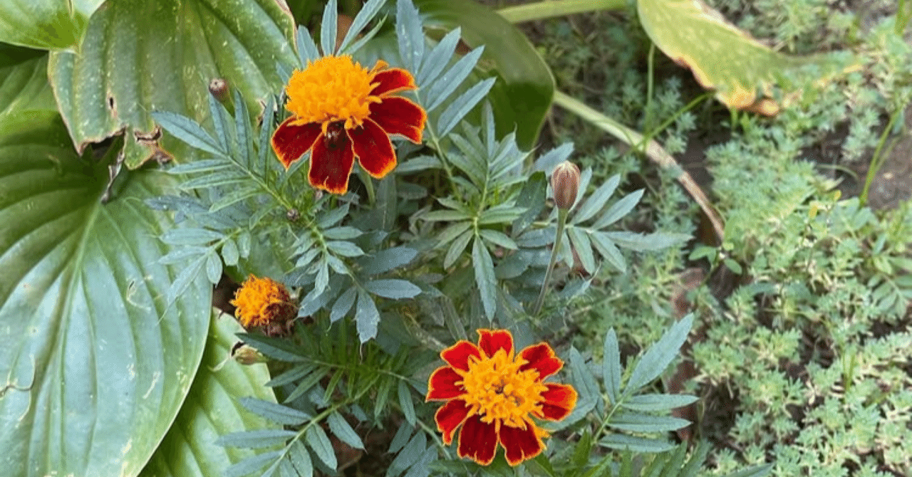 【中学英語文法シリーズ⑯】前置詞の続き：「句」｜liyin_eigo