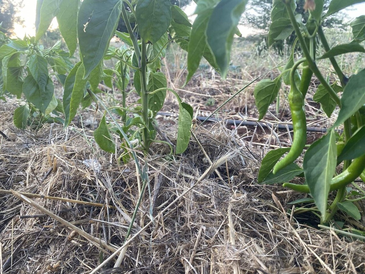 2025年6月シチリア・Casa Rossa｜城 拓 / Hiroshi Jo