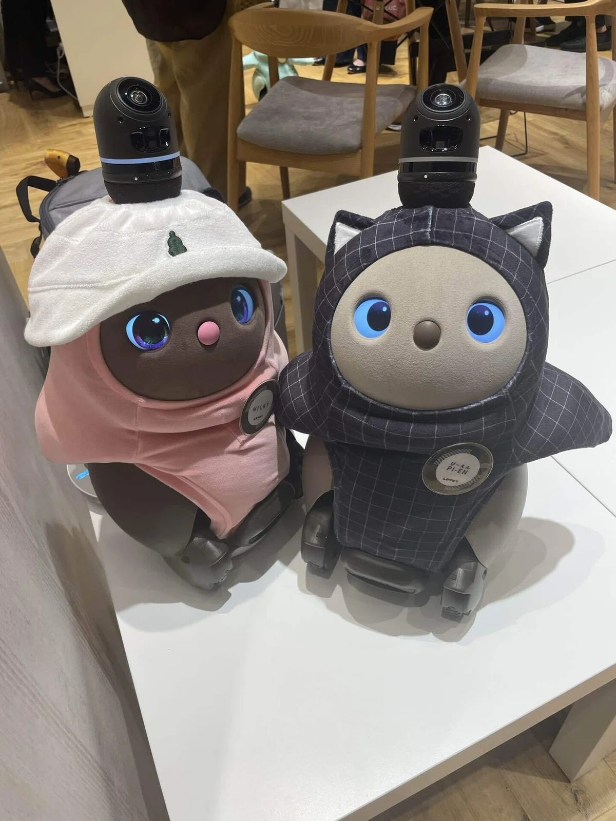 [Kumamoto Labo-Labo News] The idol-like LOVOT has arrived!｜ざわゆう
