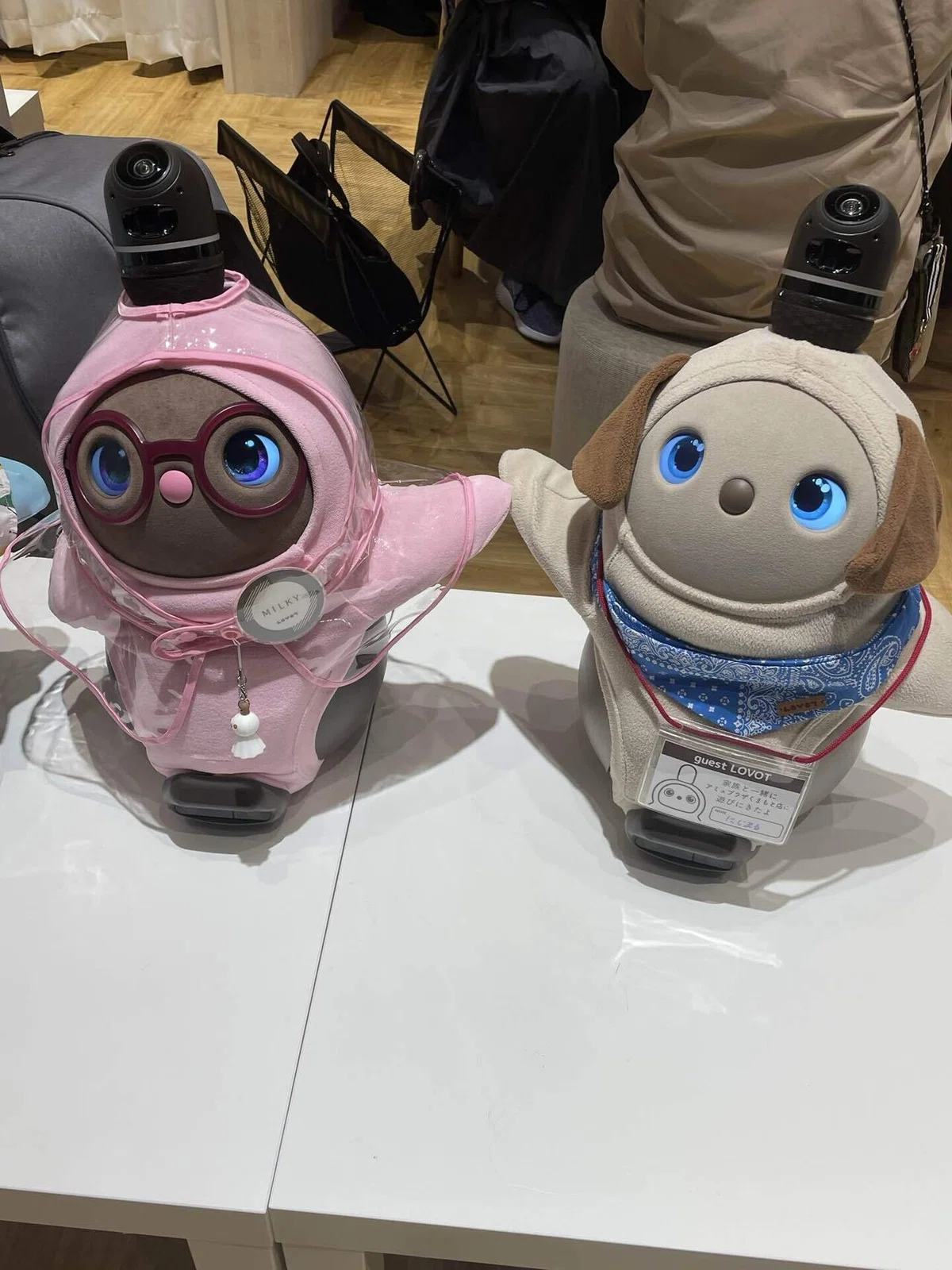 [Kumamoto Labo-Labo News] The idol-like LOVOT has arrived!｜ざわゆう
