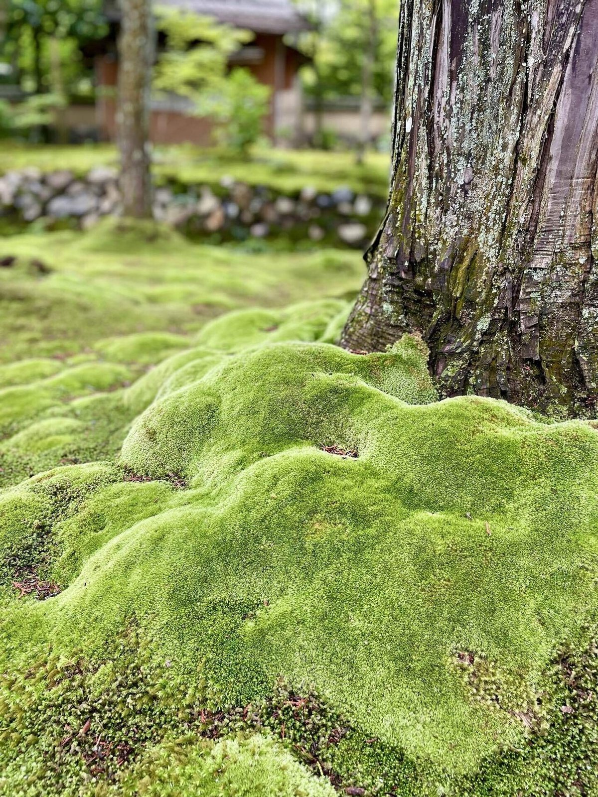 雨上がりの苔寺で「もこもこ」に癒やされる｜アーモンドの花