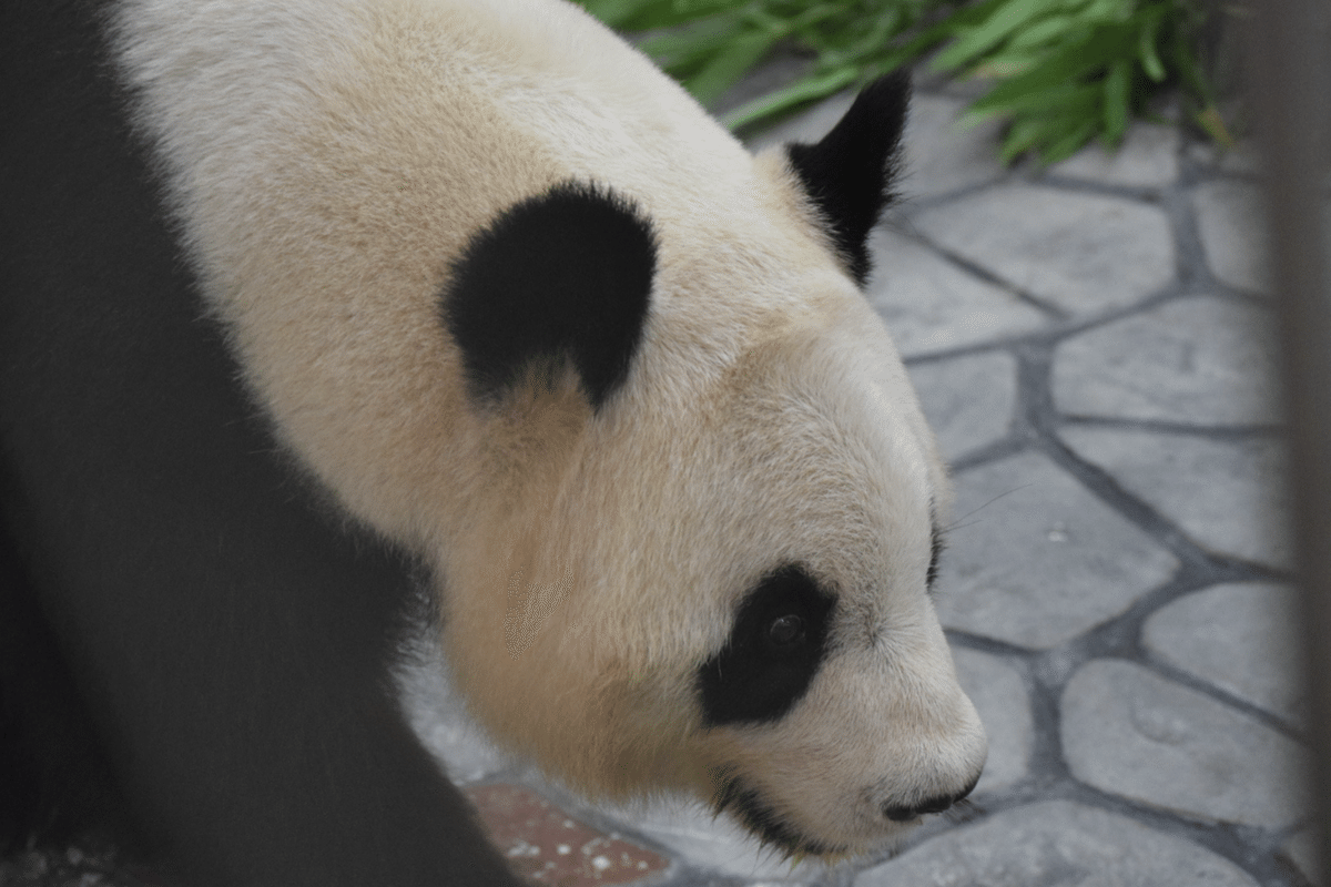 アドベンチャーワールド｜hatahata_dayo