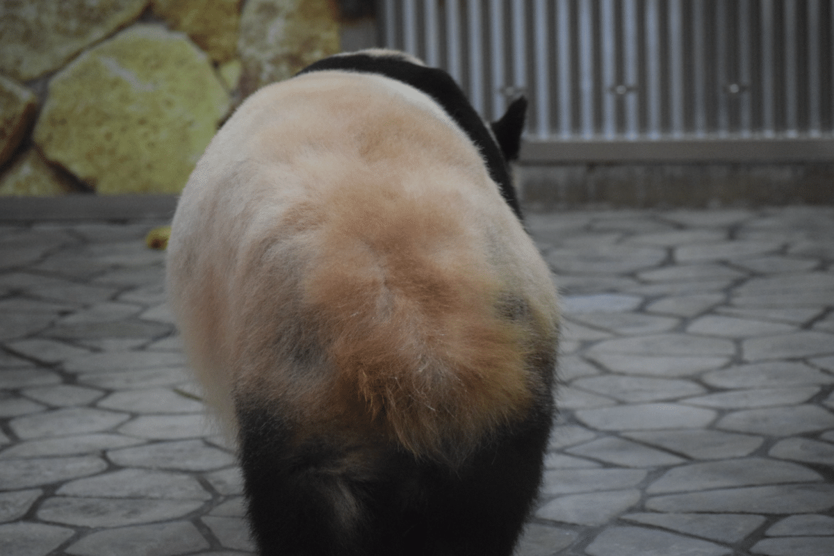 アドベンチャーワールド｜hatahata_dayo