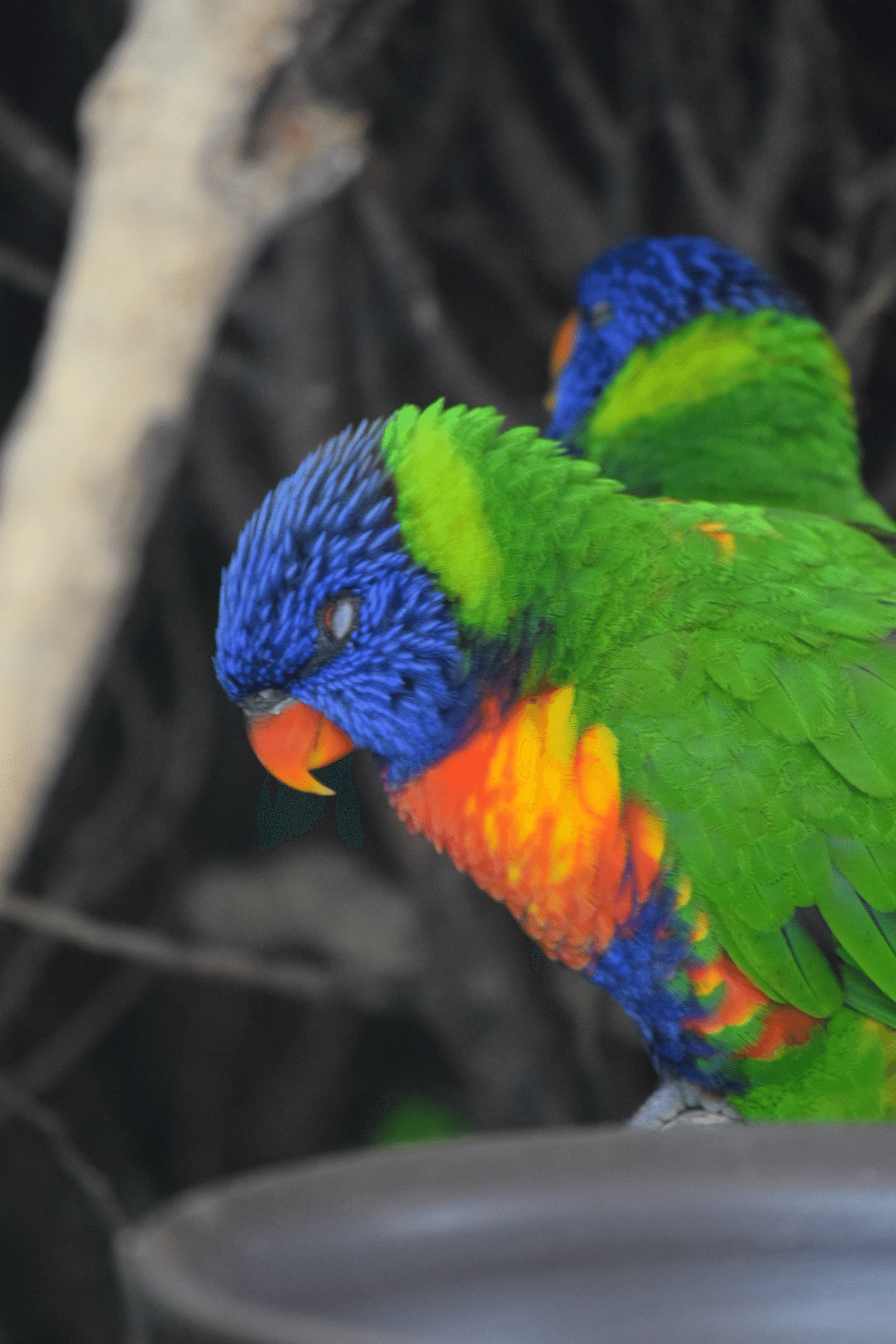 アドベンチャーワールド｜hatahata_dayo