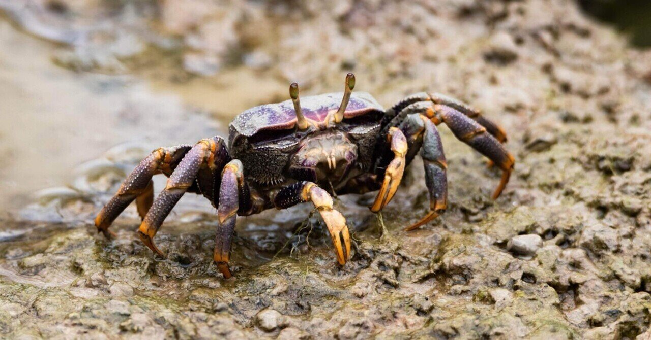 蟹座の大開運期到来！これからの開運方法｜masaru_spi