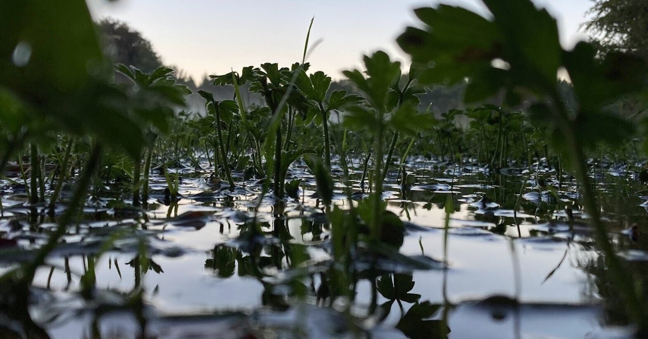 Hachikō｜Munakata Shun