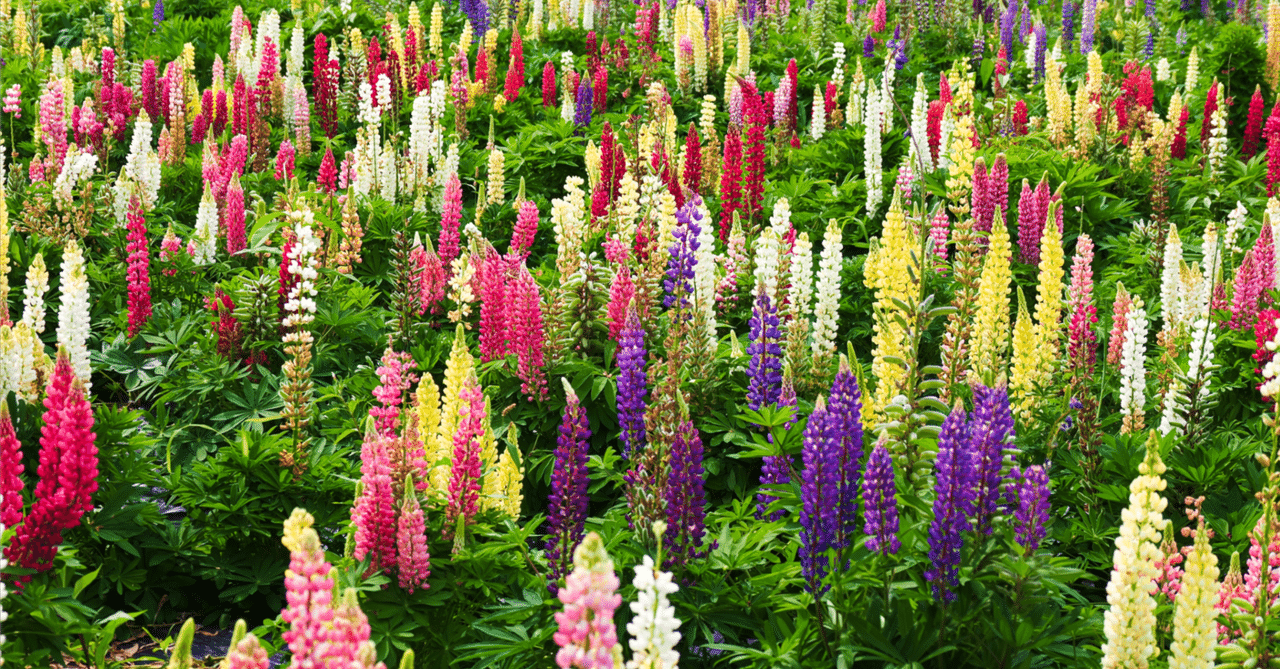 Step5．選択肢を広げて、まかせる｜Momo@人生サバイバー