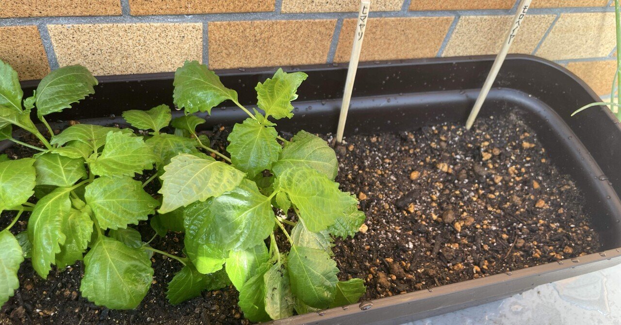 【ベランダ菜園】｜ayano