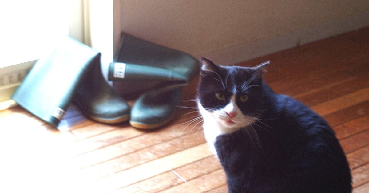 「猫百態」 雨やんだよ｜Rabi Sato