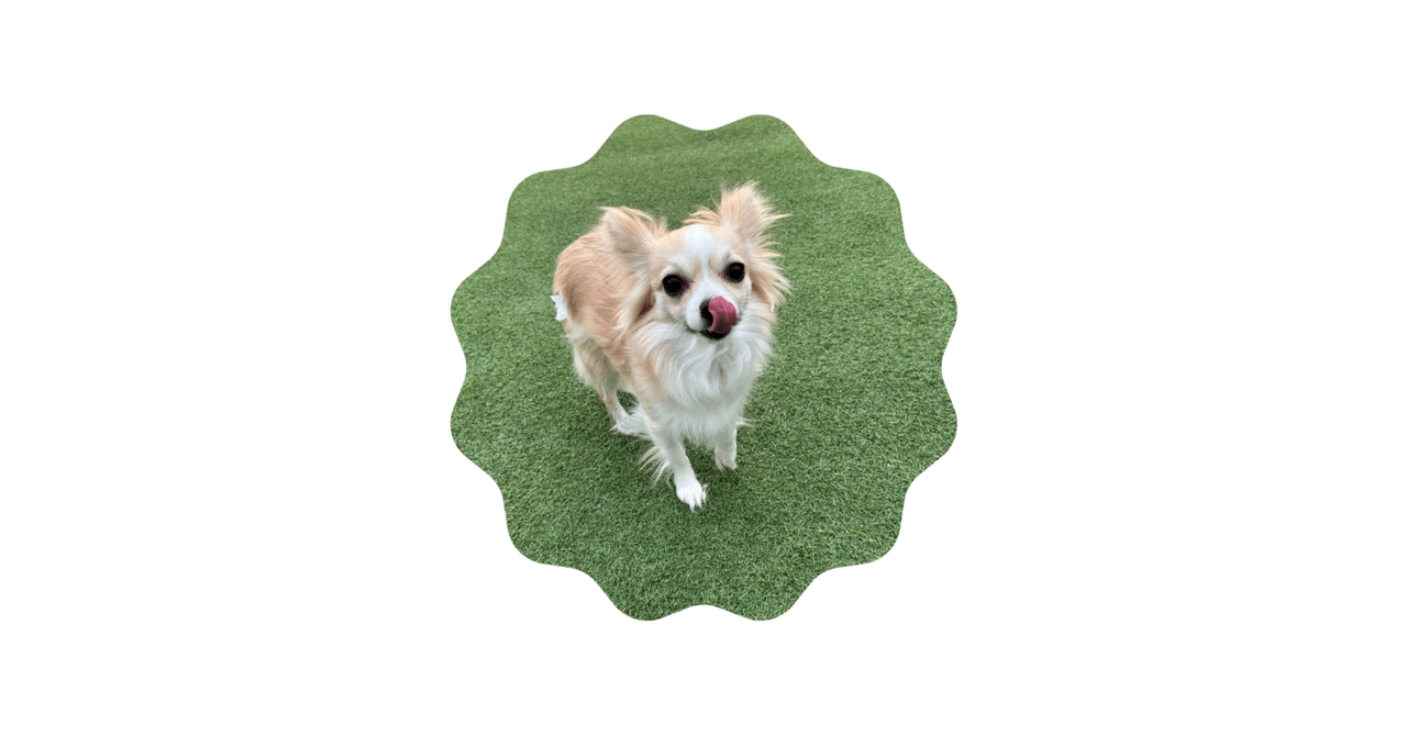 多摩川12R 18:20｜ato