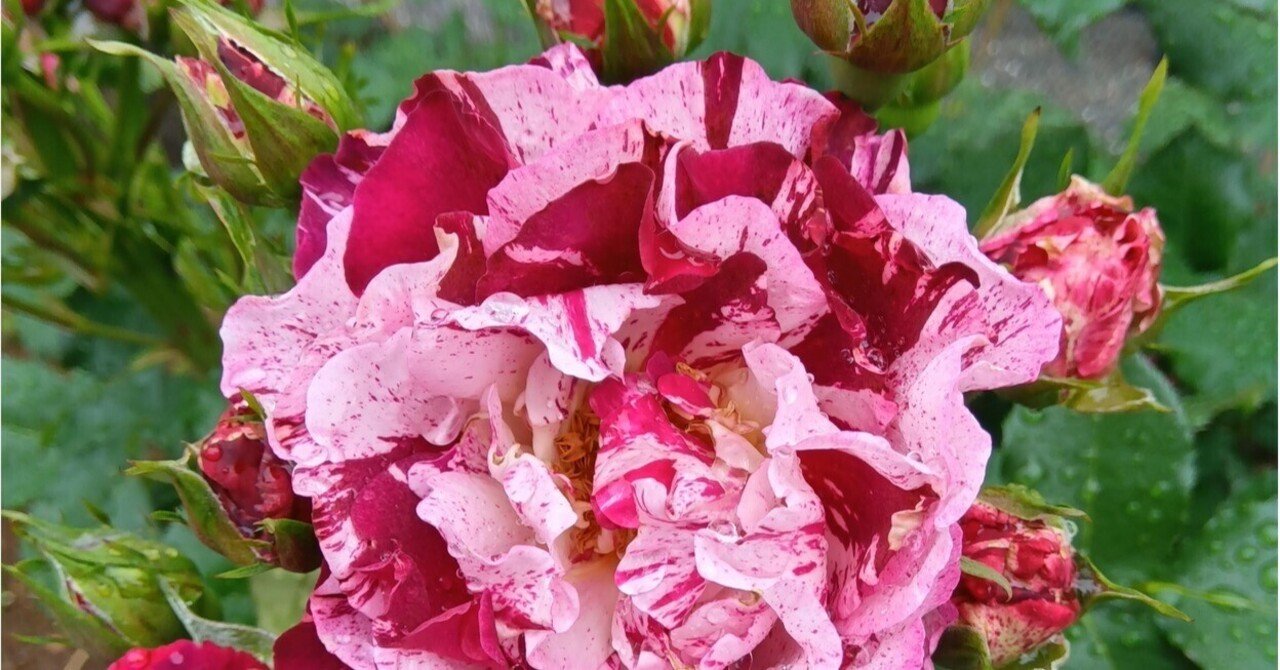 薔薇・ニューイマジン（New Imagine）｜mimi fleur