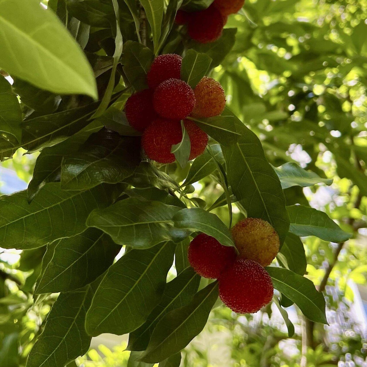 ヤマモモの実がもりもりなってる😊｜mako＠plants
