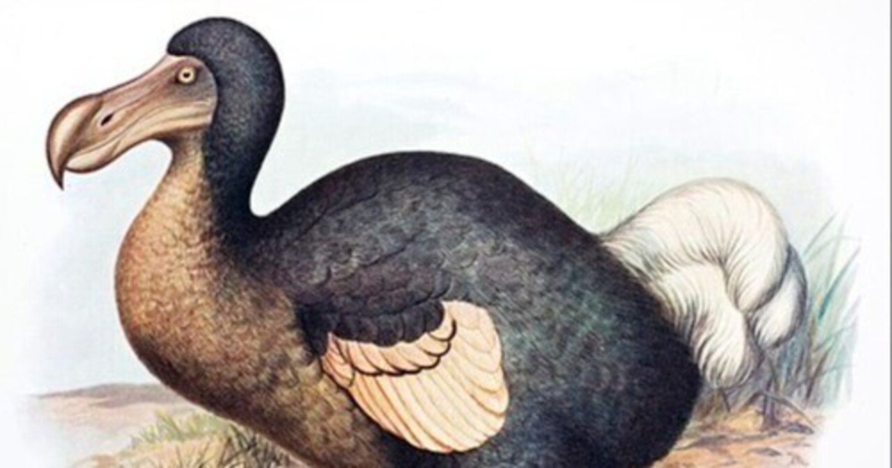 The Dodo: The Rise and Fall of an Iconic Extinct Bird｜enHack