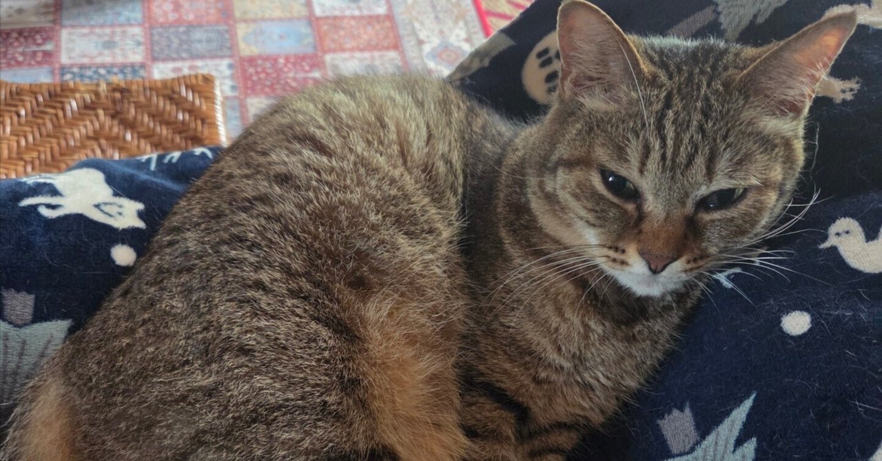 本日の晩御[6/17]｜kei1diablo