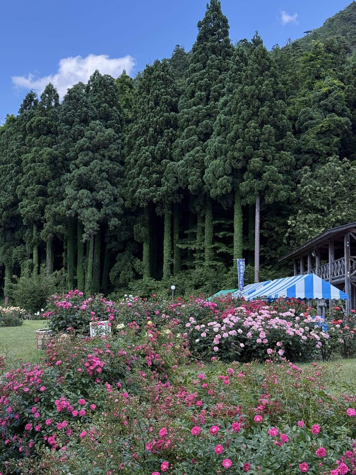 途 薔薇園と1995年金星火星｜nyagami