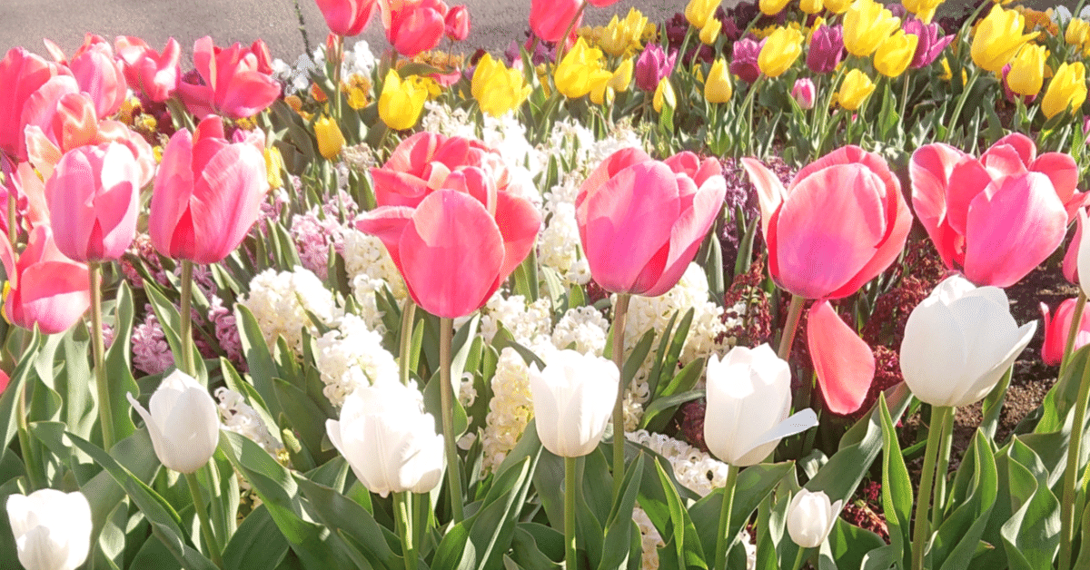 「歌う」って、こんなに難しくて、面白いものなのか！～合唱団に入って気づいたこと～｜永田 健人(Kento Nagata)