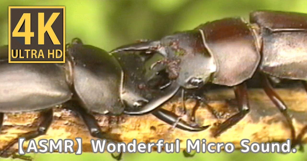 【ASMR】Wonderful Micro Sound.Listen to the sounds of insects eating, flying, fighting and ...