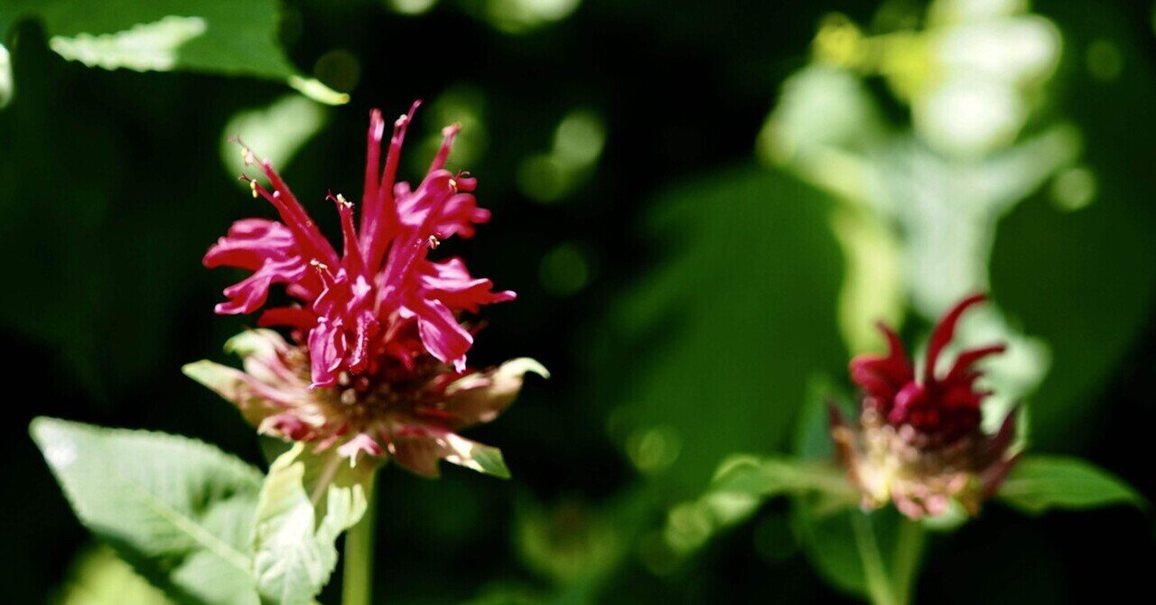 AA818回目 ステップ2 神様にお任せする｜anonymous7