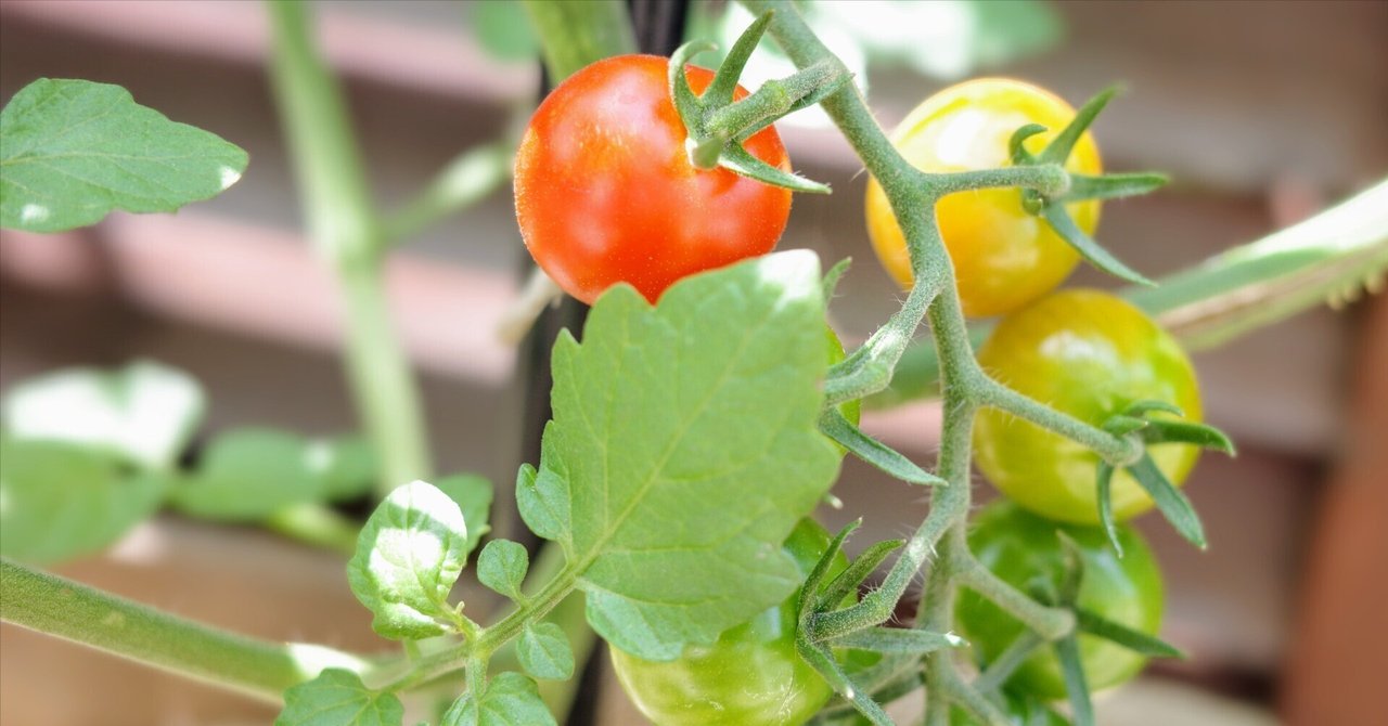 日記 48｜hazuki nakazawa