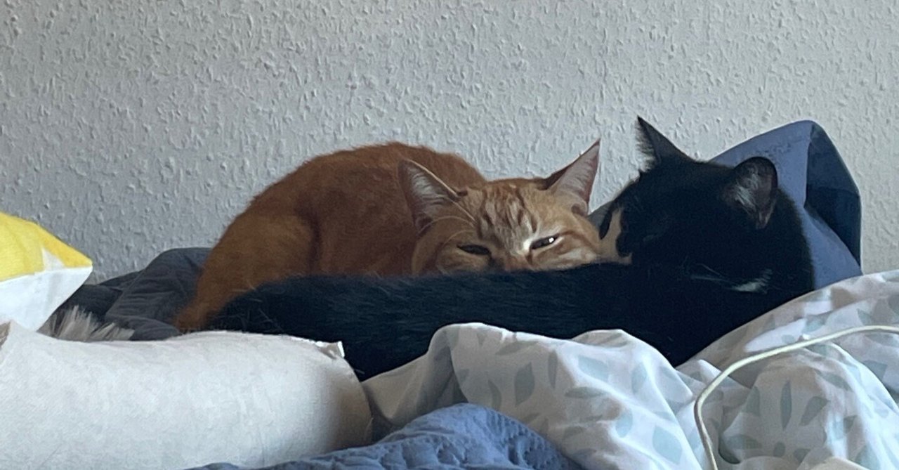 ドイツで恋活|パートナー探しは大難航③｜Omusubi-musubu