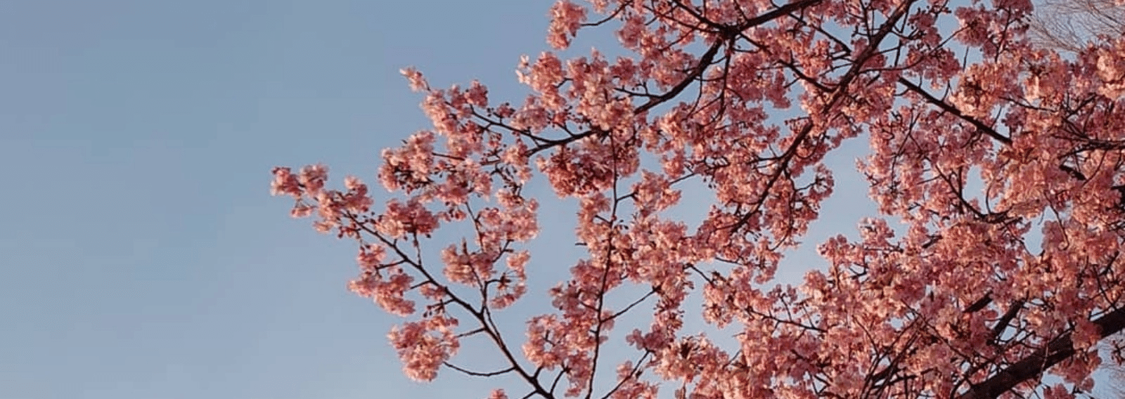 niphredil_saki｜note