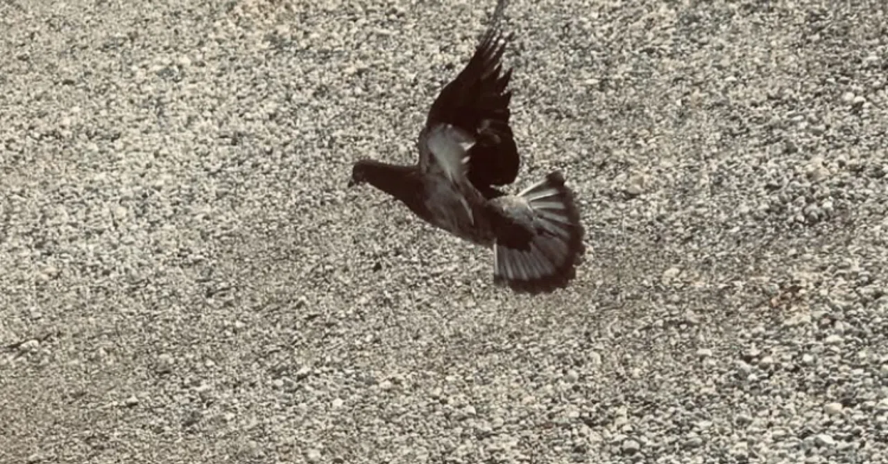 From Bird Cage｜kiyo