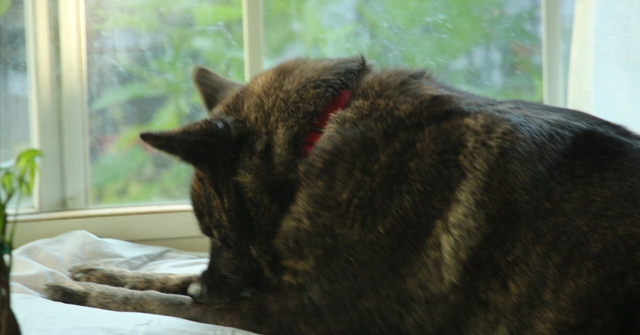 我が家の犬史｜Wada Sayaka