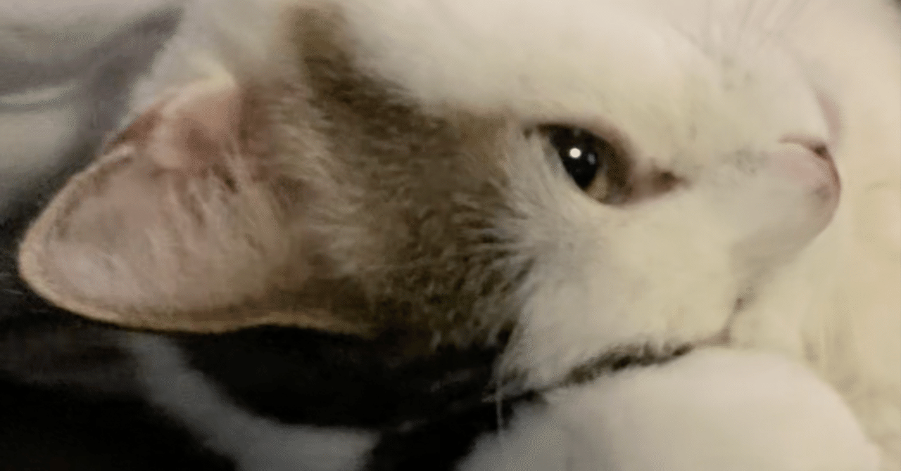 夢への軌跡_20250620_褒められて（ニンマリ！）の小粒ちゃん（ネーネ・助監督）です。｜福山紫生