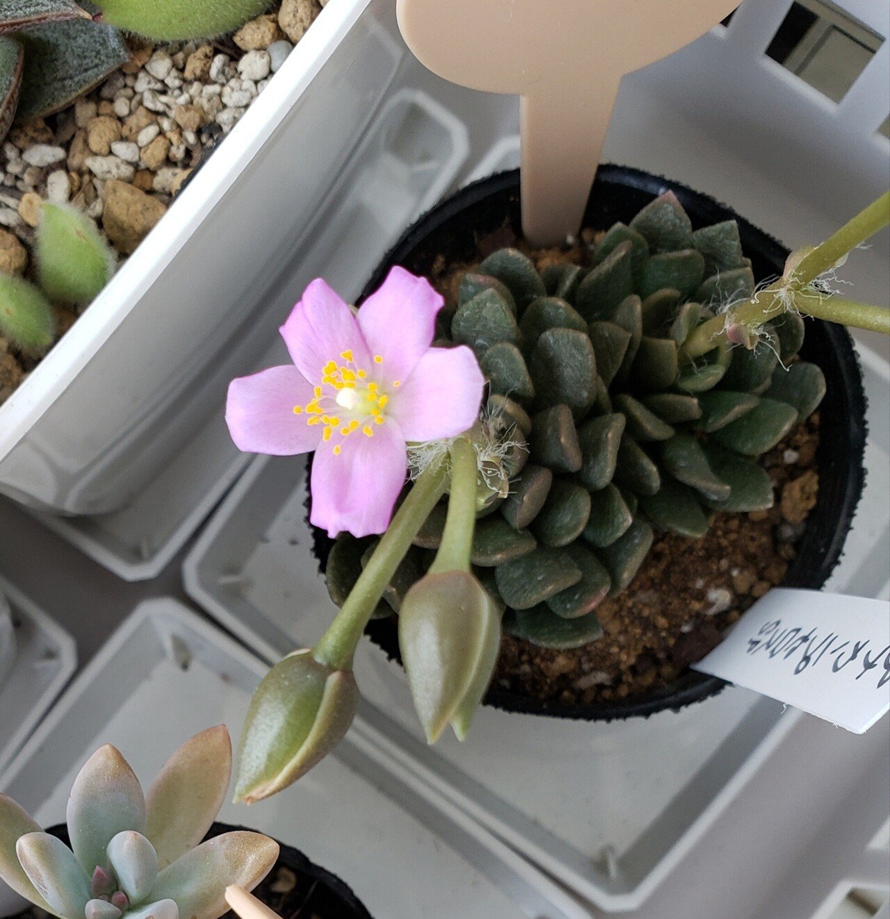 昨日、アナカンプセロスSPの花が咲いた 綿棒持ってきて花粉をつけまくった。『うりゃうりゃうりゃうりゃ、受粉！受粉！受粉！受粉！！Σ ...