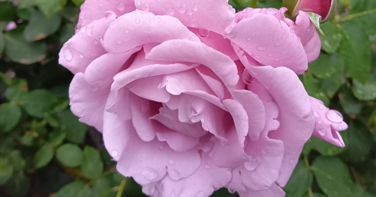 薔薇・シャルルドゴール｜mimi fleur