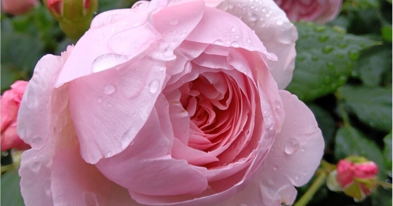 薔薇・ジェフハミルトン（Geoff Hamilton）｜mimi fleur