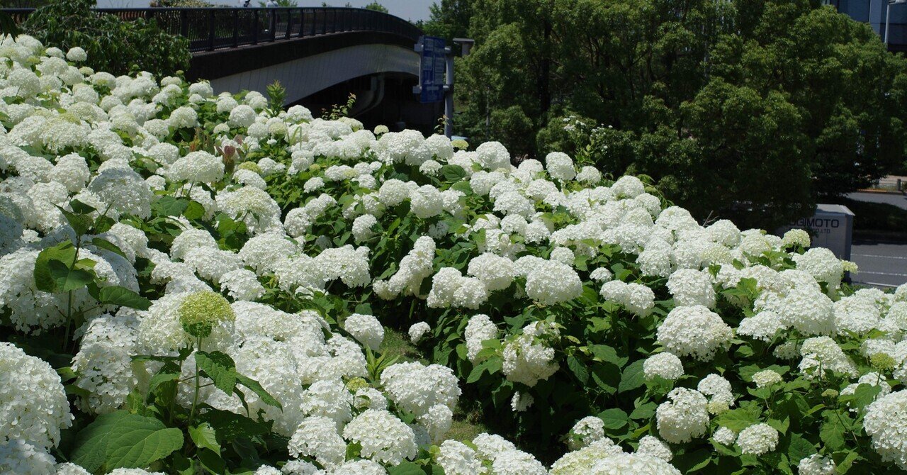 紫陽花｜多田三洋 Mitsuhiro Tada