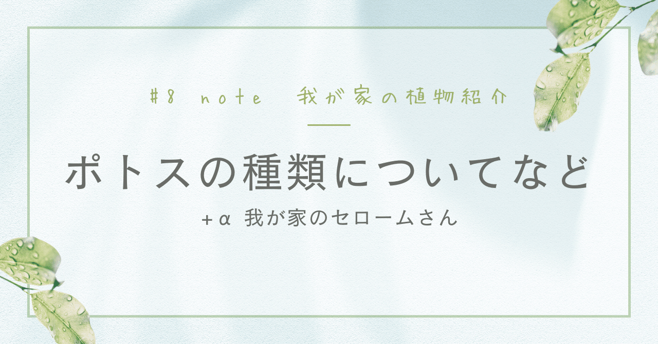 ポトスの種類についてなど +α 我が家のセロームさん …#8 note 我が家の植物紹介…2025.6.20｜もふもふプランツ｜Daisy’s ...