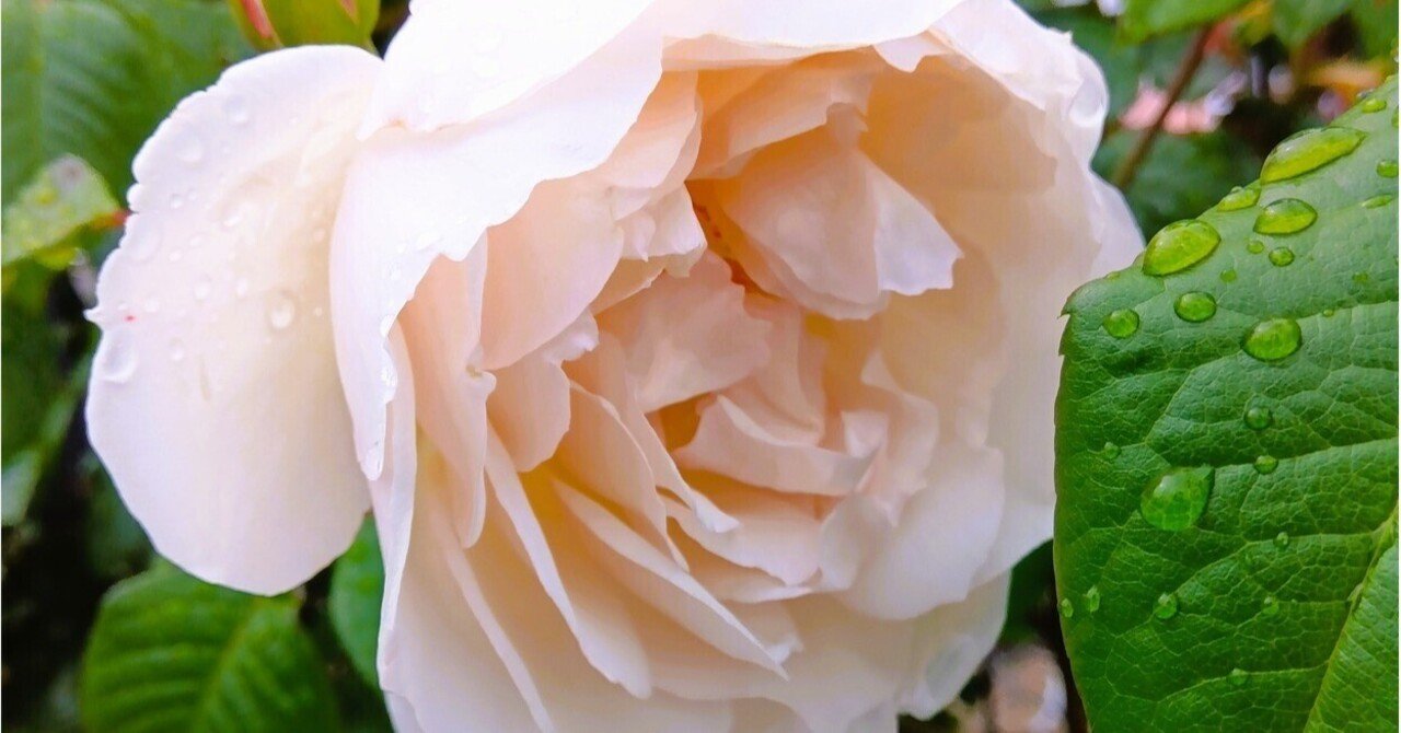 薔薇・ザ ジェネラスガーデナー｜mimi fleur