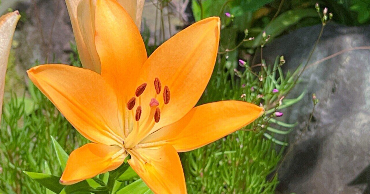 作ることも充実させたい｜こゆり