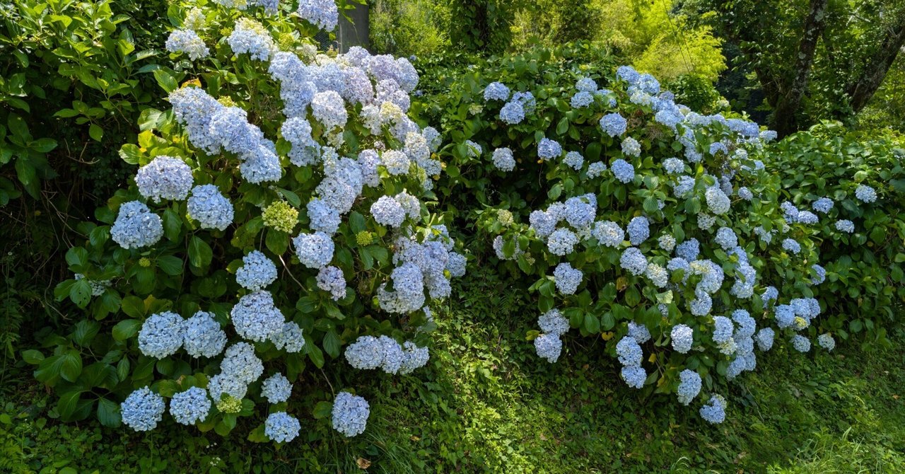 紫陽花撮影｜Akihiko Oosugi
