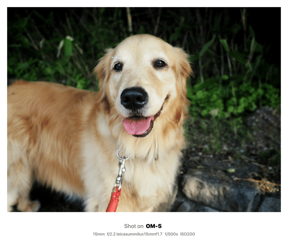 Nikkorz28mmf2.8SE所感(作例あり)｜DATE