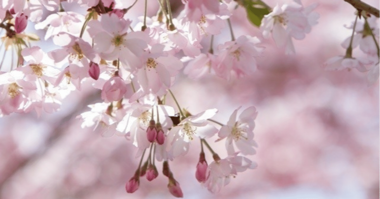 さくら｜bianca 369-4