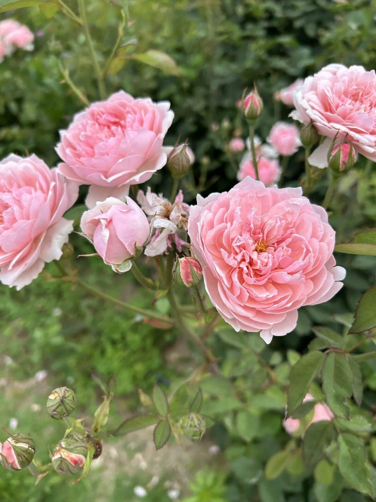 クラフトパークのバラ。｜hanaco-ta