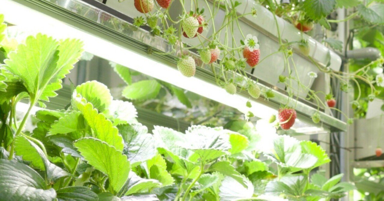 植物工場でのイチゴ栽培用のLED｜松田祐樹＠MD-Farm