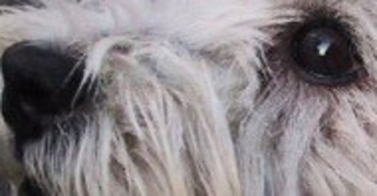 pet stories｜Koichi Hirose