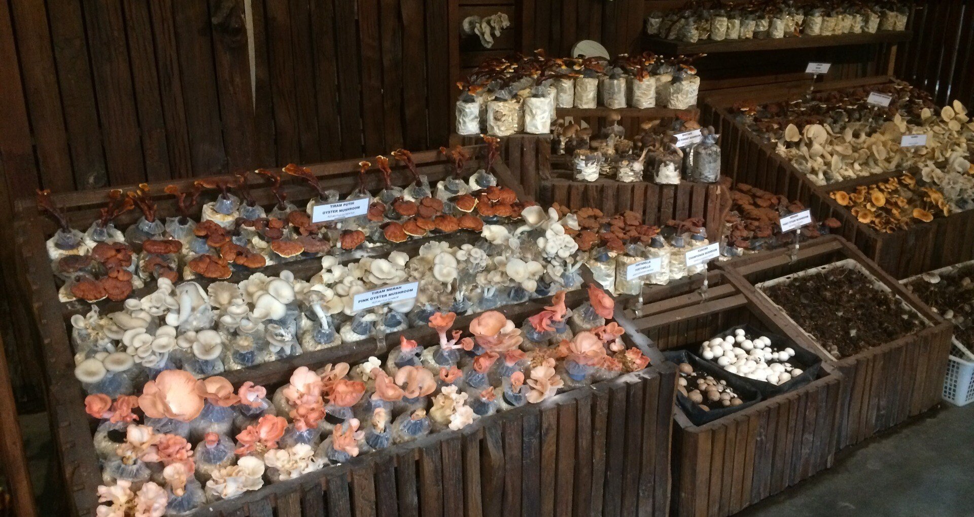 よりどりインドネシア第192号（2025年6月23日発行）｜Matsui-Glocal｜note