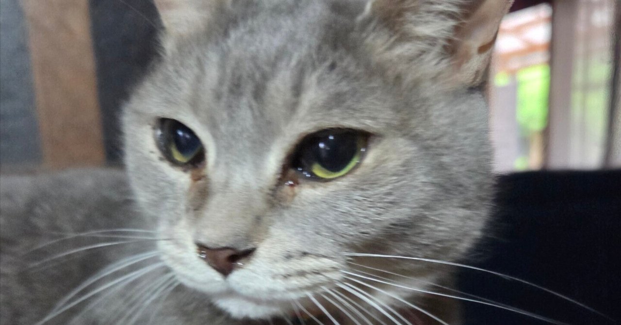 本日の晩御飯[6/23]｜kei1diablo