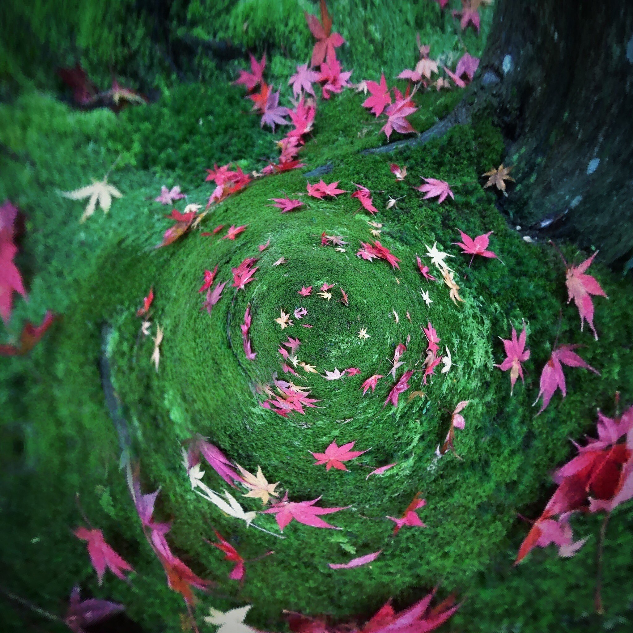 Kelly Kikuchi｜note