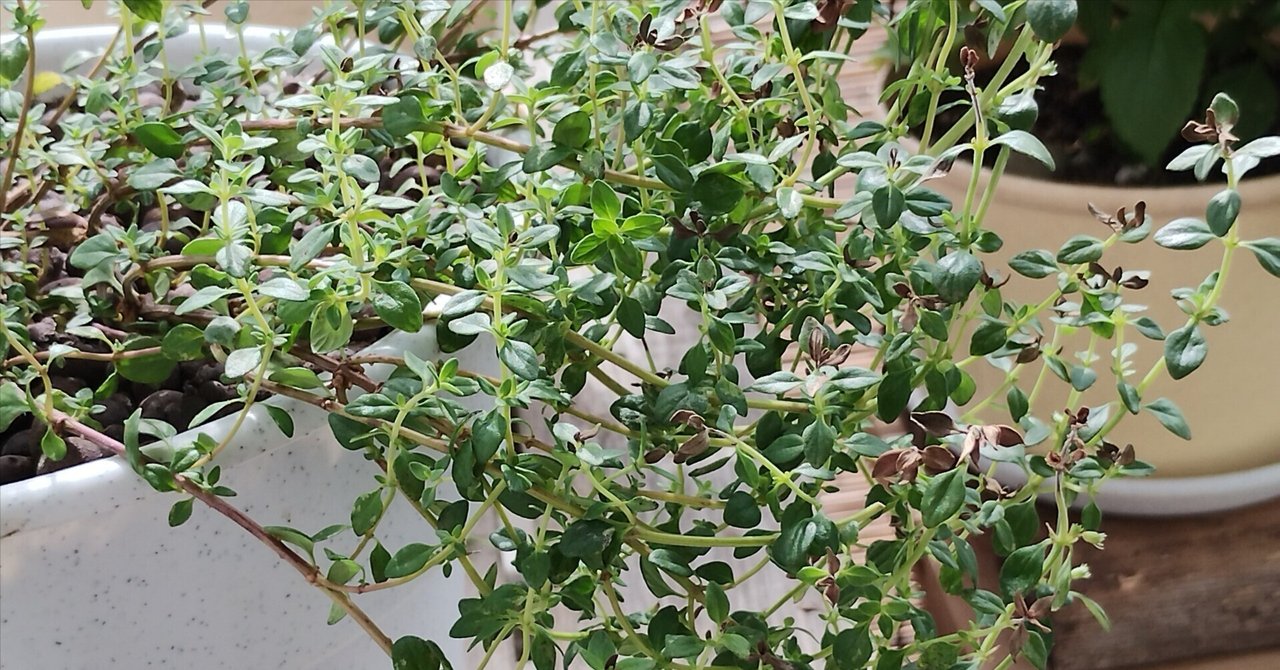 タイムの葉を切り戻して｜kiyoshi_onae