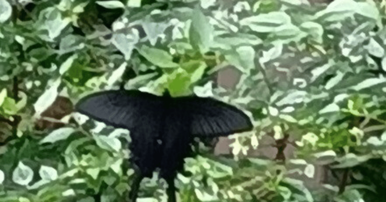 詩 いのちの学校｜MNB。